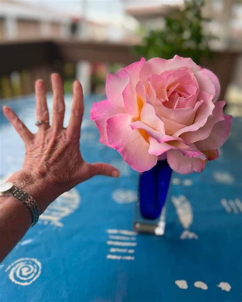 My Friend Beth Shared This Spectacular Chicago Peace R Roses