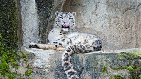 雪豹捕食者大猫 雪豹 捕食者 大猫 凸舌 石头