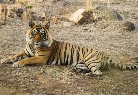 Alleged Maneater Tiger T 104 Found Dead In Udaipur A Day After It Was