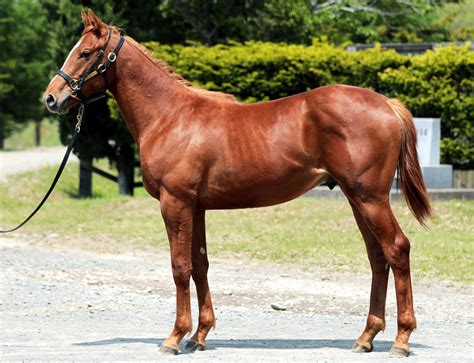 Jra競走に勝ったセール出身馬紹介2024615 16､18頭 【サラブレッドセール（せり市場）＝馬市】＆【種牡馬】の最新情報