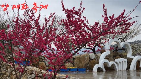 구례 산수유축제광양 매화축제1박2일여행 Youtube