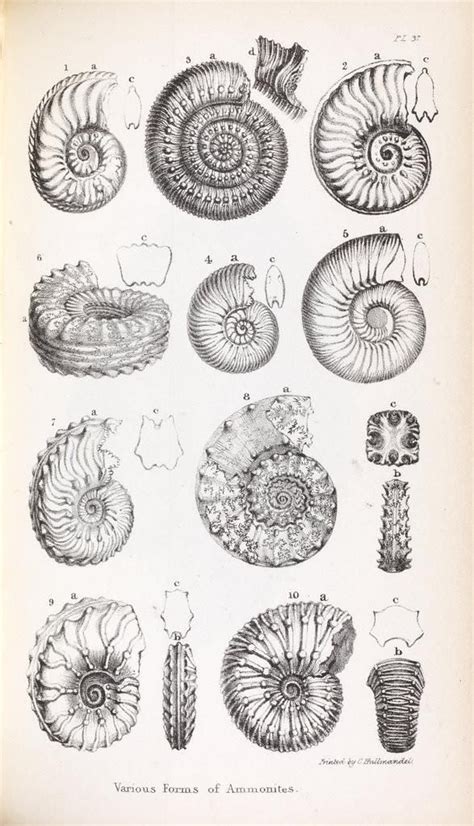 Various Forms Of Ammonites Fossils Illustration Scientific Illustration