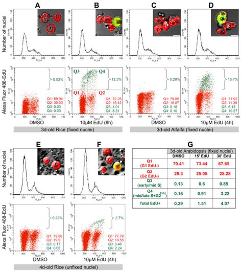 Cell Cycle Analysis With Edu Using Flow Cytometry Formaldehyde Fixed Download Scientific