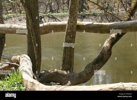 Tree Trunks Intertwined At The Edge Of Water Stock Photo Alamy
