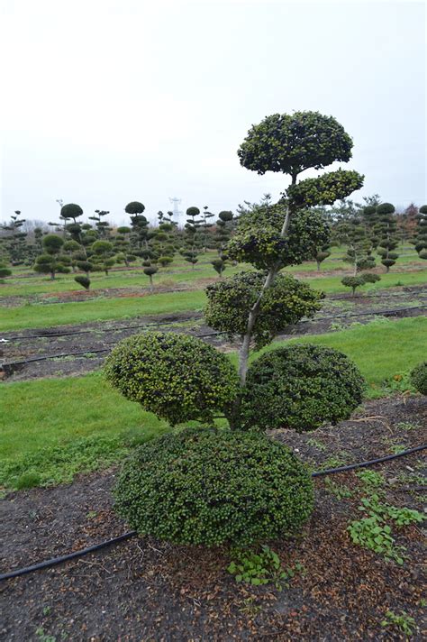 Cloud Pruned Trees Gallery Valley Plants Cloud Pruned Trees Gallery Valley Plants