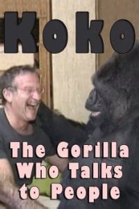 Picture Of Koko The Gorilla Who Talks To People