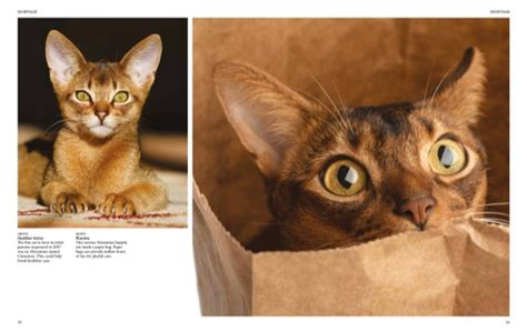 Encyclopedia Of Cats By Julianna Photopoulos Amber Books