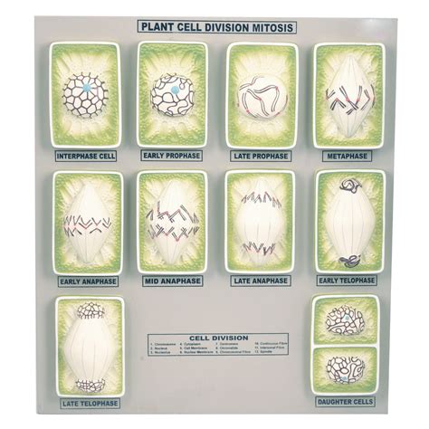 Plant Cell Division Mitosis Biology Botany Student Educational Teaching Model Radical Laboratory