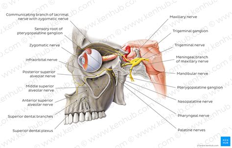 Diagram Pictures Maxillary Nerve Anatomy Kenhub