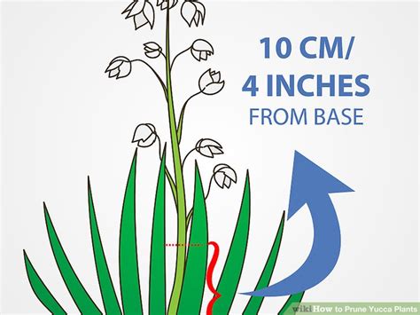 Ways To Prune Yucca Plants WikiHow