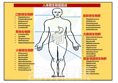 不同年龄下微生物群 谷禾健康