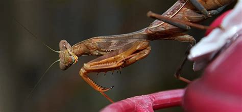 Where Should You Hang A Hummingbird Feeder 12 Tips Bird Watching HQ