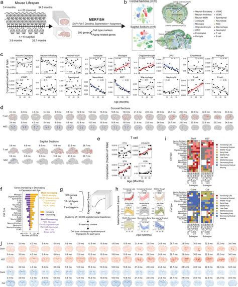 Cell Spatial Transcriptomics Brain Atlas Spatial Transcriptomics Inc