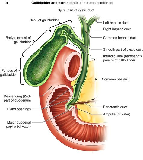 Hartmanns Pouch Gallbladder