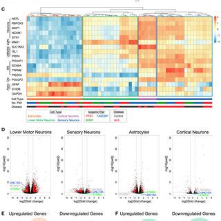 RNA Sequencing Across Cell Types And FALS Mutations CRISPR Editing Download Scientific Diagram