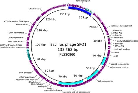Genome organization of Bacillus phage SPO1. For convenience, the linear ...