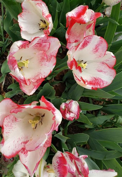 This Tulip With A Perfectly Halved Color Scheme Rmildlyinteresting
