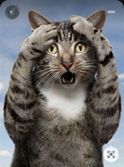 Создать мем кошки смешные коты кот в шоке Картинки Meme