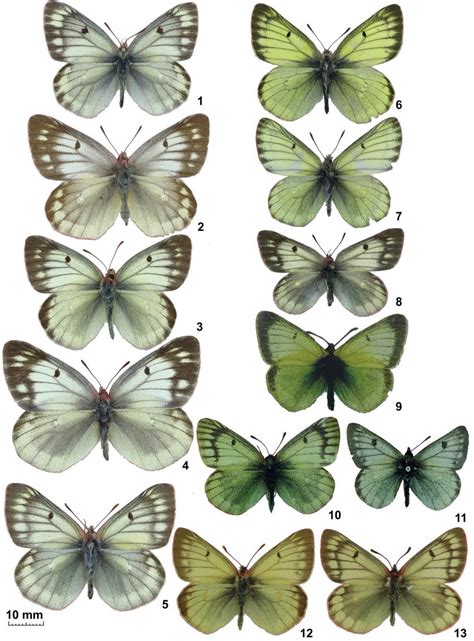 −13 Colias Tyche Adult Specimens Upperside 1 C T Tyche Male