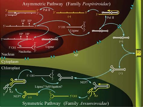Rolling Circle Mechanism Proposed For Viroid Replication The Download Scientific Diagram