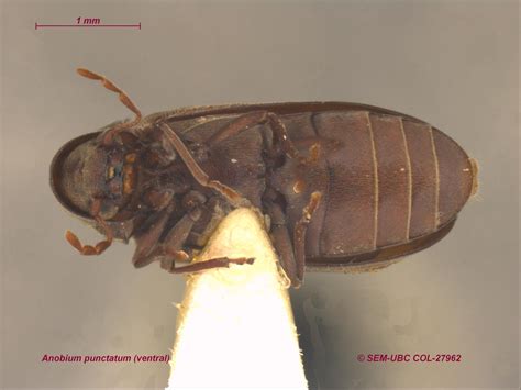 Anobium