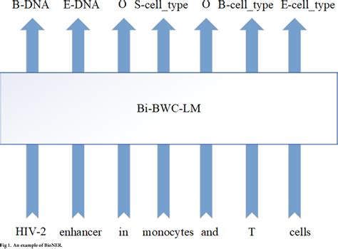 Figure 1 From Biomedical Named Entity Recognition Based On Multi Cross