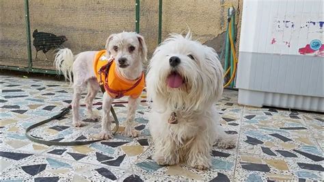 تزاوج كلاب تيرير فرنسي Youtube