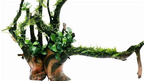 How Fast Does Java Moss Grow Ooh Exciting