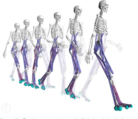 Figure 1 From Neuromusculoskeletal Modeling In Health And Disease