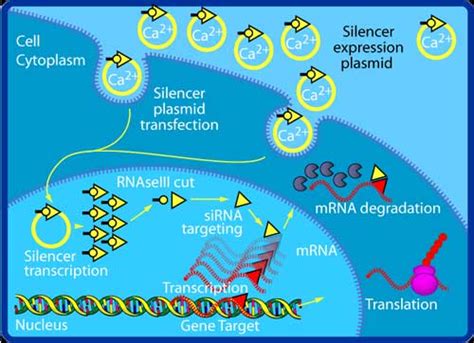 Small Interfering Rna