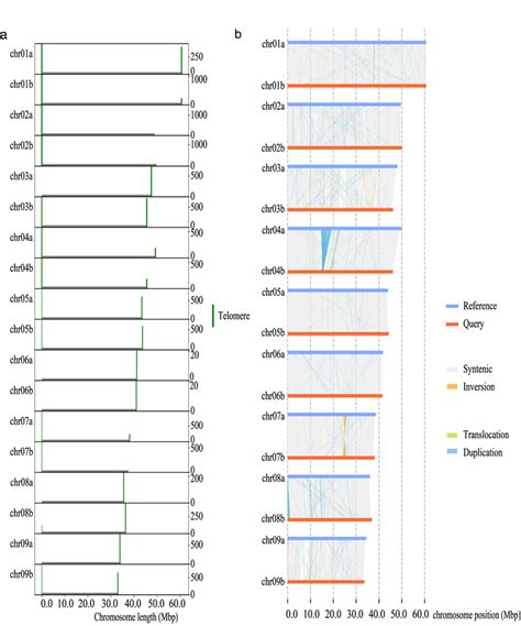 Telomere Distribution A And Comparation Of Genome Structure Between