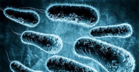 Infecciones Por Clostridioides Difficile Salud En Línea