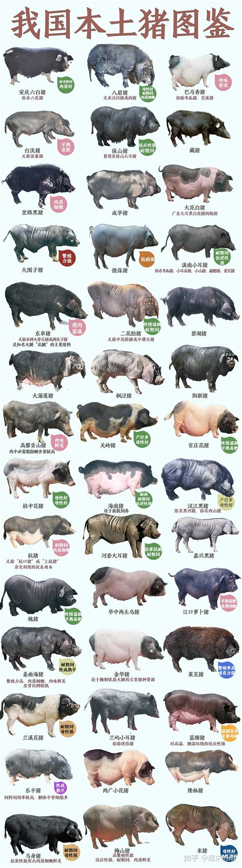 我国123种本土猪品种有哪些？ 知乎