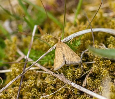 Pyrausta Despicata Observation Nb 4527848 Naturbasen