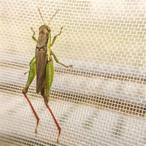 7 Secrets Of Fruit Tree Netting You Need To Know EYOUAGRO