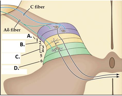 Anterolateral System Quiz