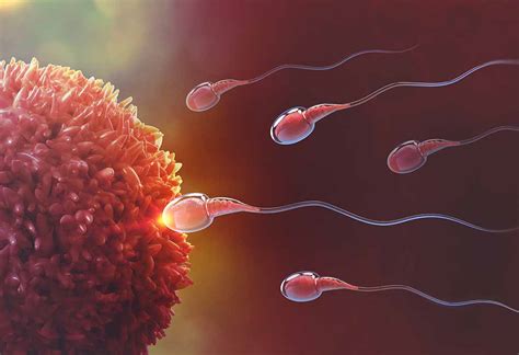 Fertilization Signs Symptoms And When Does It Occur