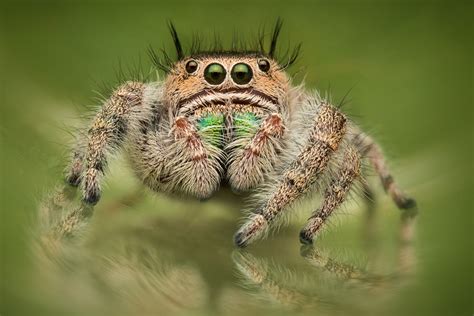 Phidippus Californicus Patrick Zephyr Photography