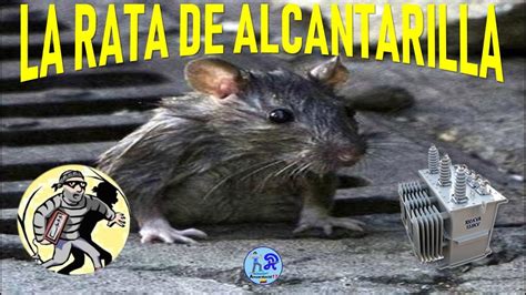 La Rata De Alcantarilla Anuardavid17 Youtube