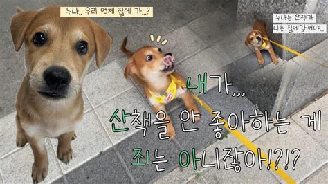 Dogvlog 랜선집사님들 도움 산책 거부하는 아기강아지는 어떡하죠 내 강아지가 집돌이 Youtube