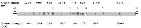 Structure Of Ampvco Genome Individual Genes Are Indicated By Boxes