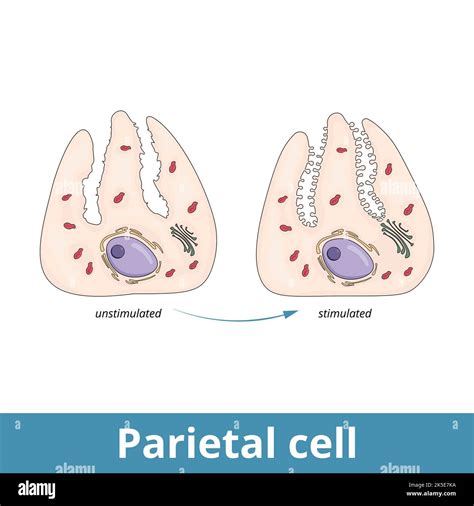 Parietal Cell Stock Vector Images Alamy