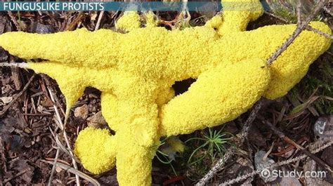 Protists And Fungi Assignment