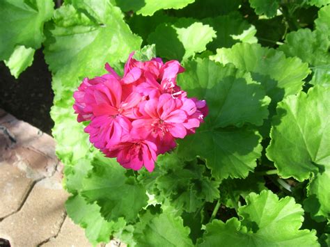 Pink Geranium Free Stock Photo - Public Domain Pictures