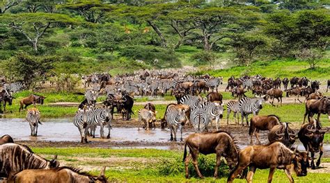 5 Day Safari In Tanzania 5 Days Tanzania Lodge Safari
