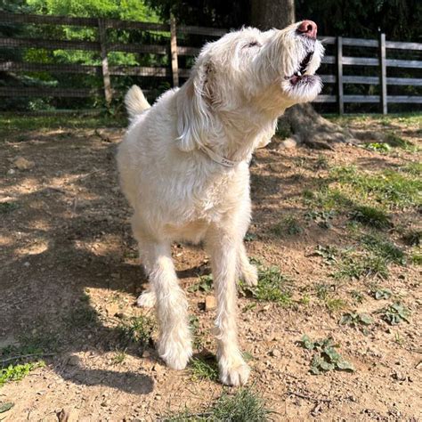 Why Does My Dog Bark Wagsworth Manor Pet Resort
