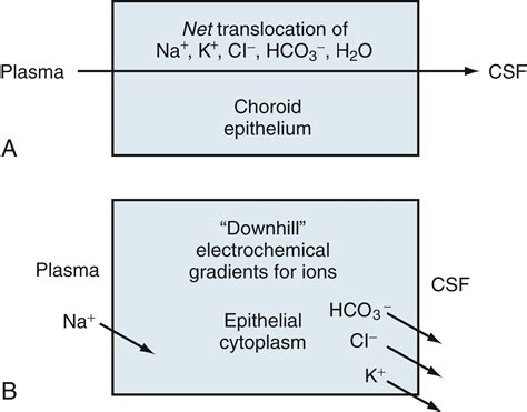 Production And Flow Of Cerebrospinal Fluid Clinical Tree