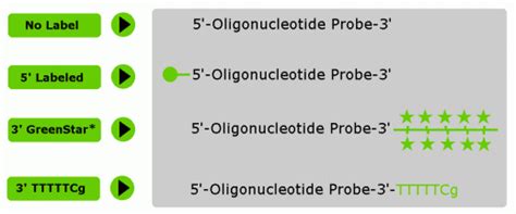Oligonucleotide Probe