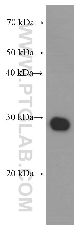 Myc Tag Antibody 60003 2 Ig Proteintech