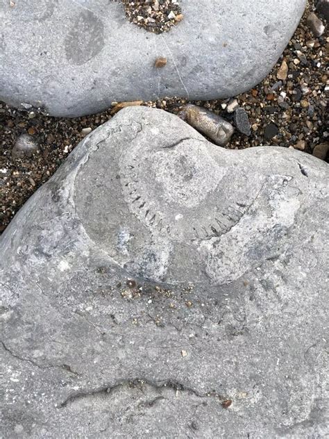 Gorgeous South West Fossil Beach Put On The Map By Hollywood Star